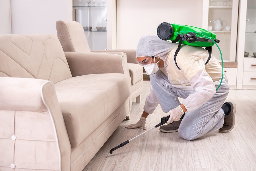 What are the Most Affordable Pest Control Solutions?