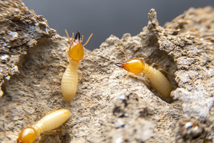 How Much Does Termite Treatment Cost? | Compare Prices Now