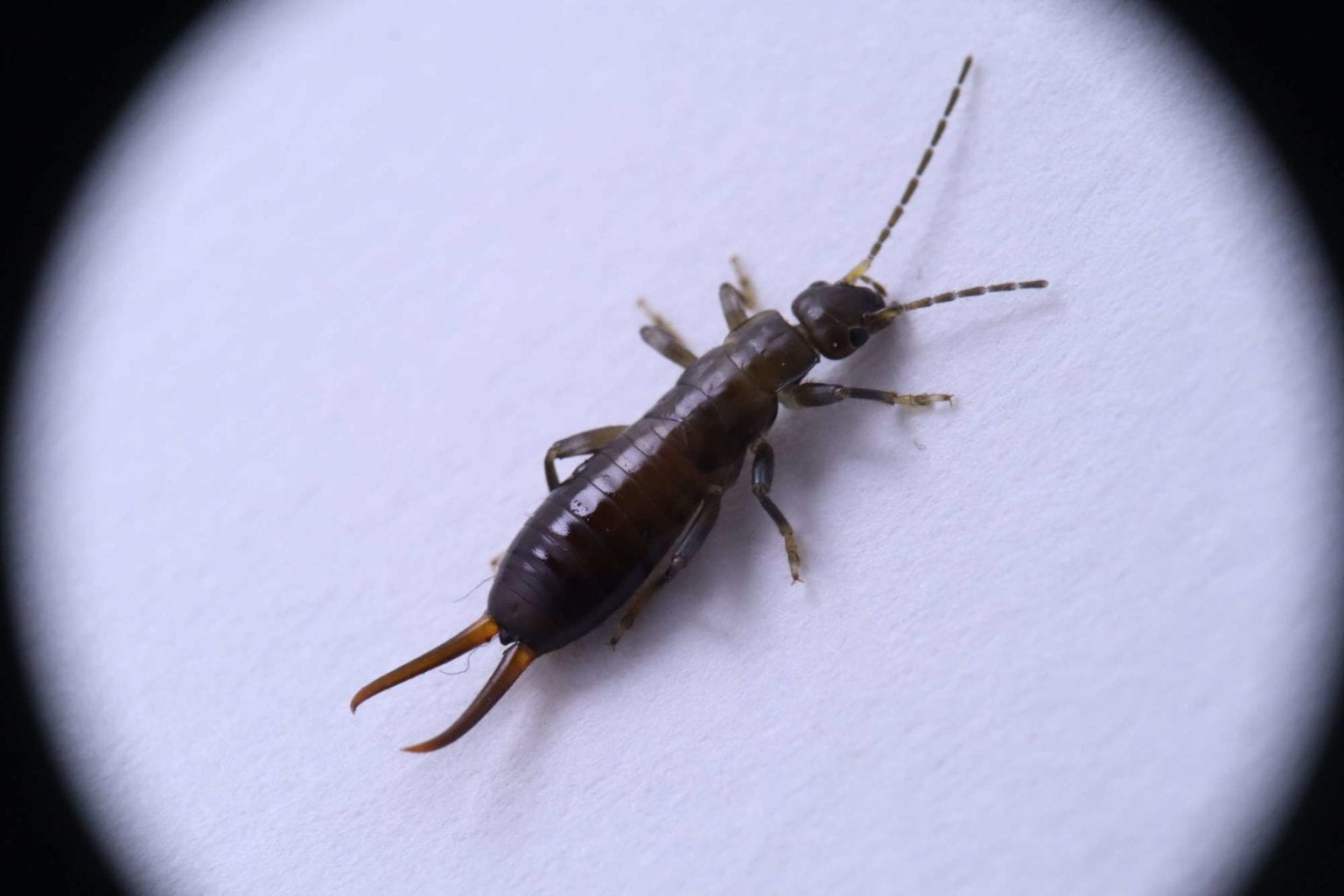 What Are The Different Types of Pest Control?