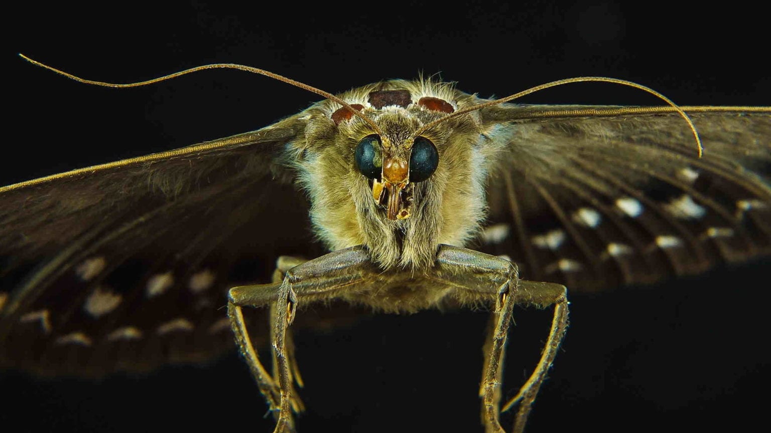 Natural Ways to Keep Moths Off Your Porch and Patio
