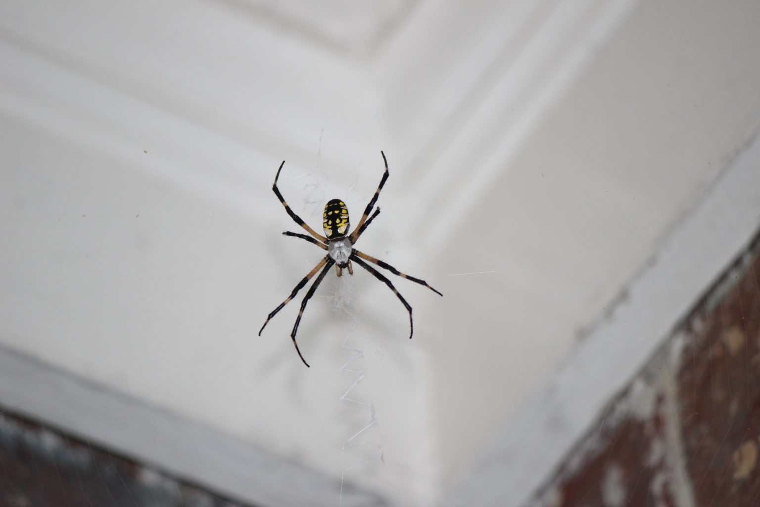 Spider Control 101: The Best Methods to Keep Spiders Out of Your Home