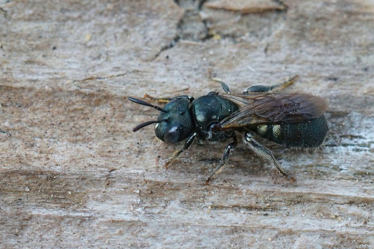 Carpenter Bees vs. Honey Bees | Pest Extinct