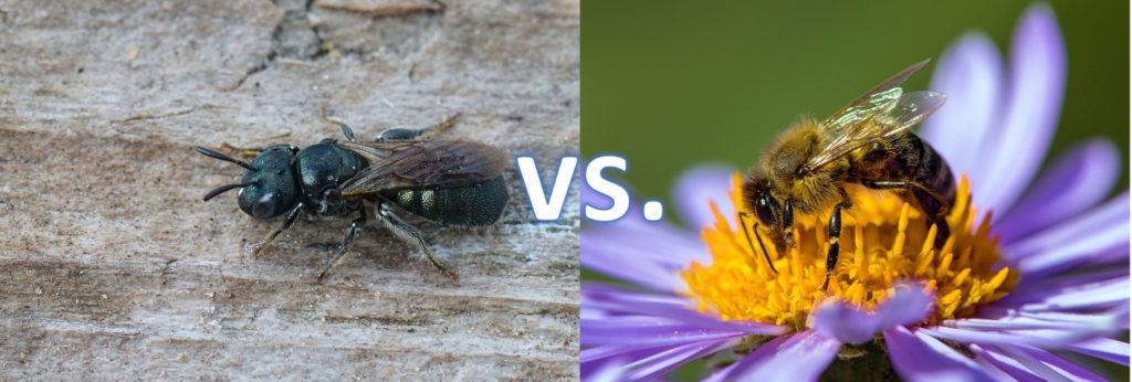 Carpenter Bees vs. Honey Bees | Pest Extinct