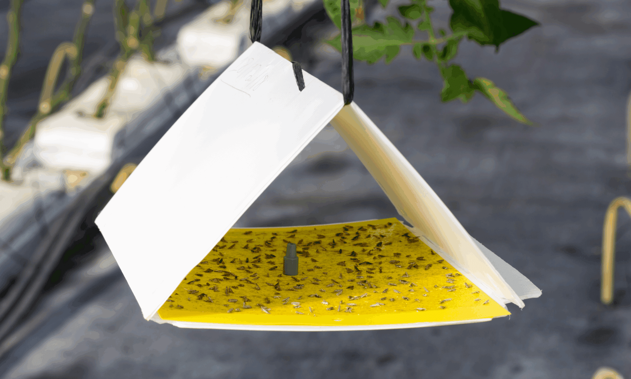 Natural Ways to Keep Moths Off Your Porch and Patio