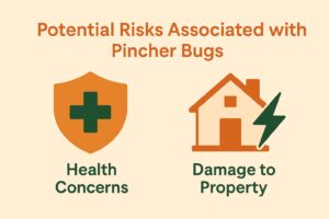 Pincher Bugs: How to Identify And Eliminate | Pest Extinct